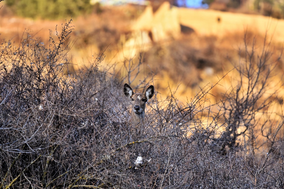 Culture and Nature Tour in Sichuan, Gansu, and Qinghai