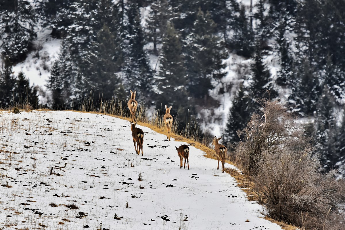 Culture and Nature Tour in Sichuan, Gansu, and Qinghai