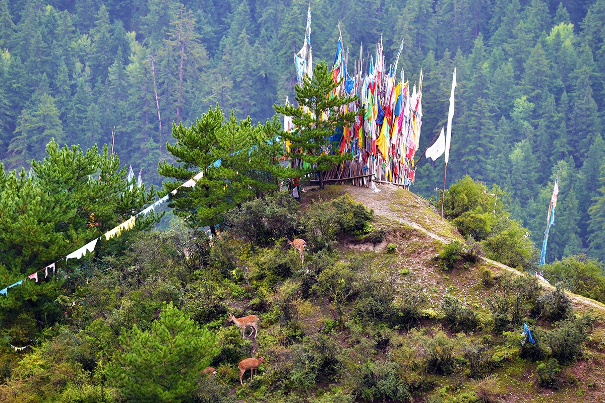 Culture and Nature Tour in Sichuan, Gansu, and Qinghai